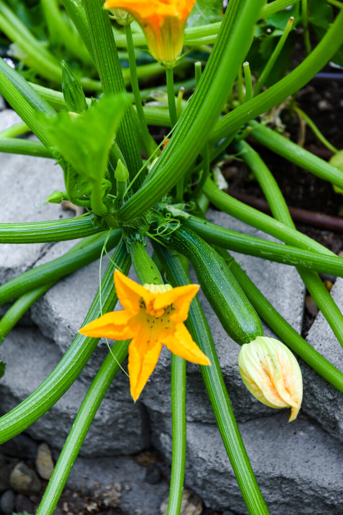 Zucchini Ki Sabzi (Zucchini Curry) | Nourish Deliciously